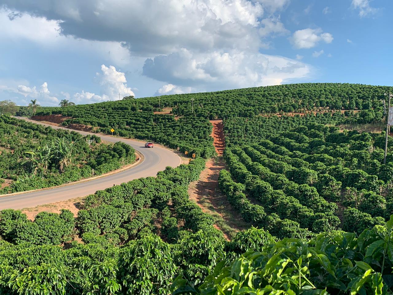 Brazil Green Coffee Reports 2018/19 and 2019/20 Crops | Wolthers Douque