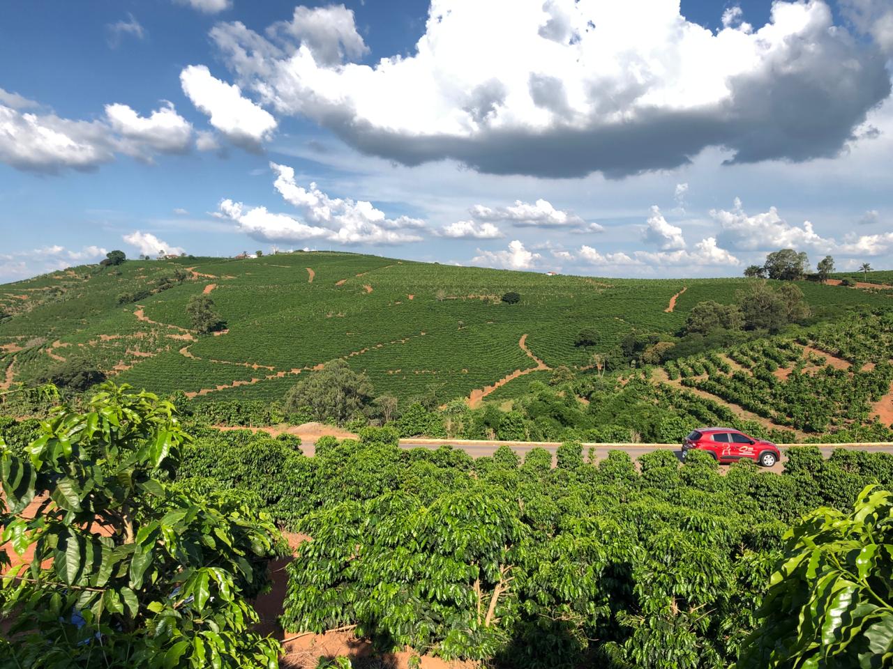 Brazil Green Coffee Reports 2018/19 and 2019/20 Crops | Wolthers Douque